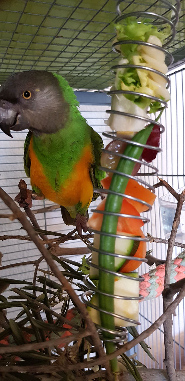 Currito – El Nido Andalucia